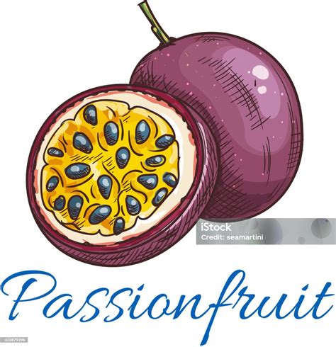 Ikon Sketsa Warna Vektor Markisa Ilustrasi Stok Unduh Gambar Sekarang Adiboga Alam Bagian