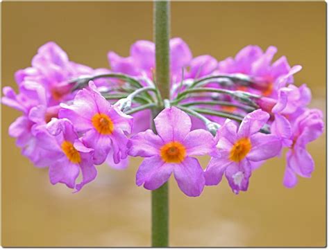 Unite Gallery Tiles Nested Default