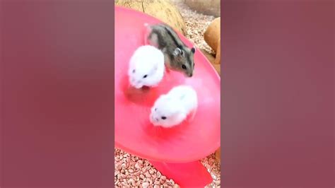 정글리안 햄스터 아 ㅋㅋ 귀여웤 Youtube