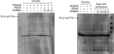 Expanded Western Blots Of Plcγ Phosphorylation Plcγ1 Is Phosphorylated Download Scientific
