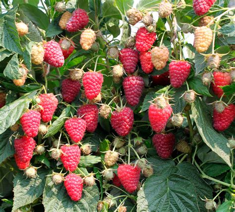Everbearing Raspberry Photo Planting Care Cultivation Description Types Rich Farmer