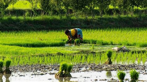 New Research Unlocks Potassium Secrets To Boost Rice Yields In India