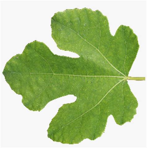 Leaf Texture Png Transparent Leaf Texture Blender PNG Image Transparent PNG Free Download On