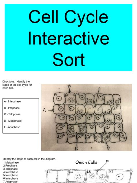 Cell Cycle Interactive Sort Pdf