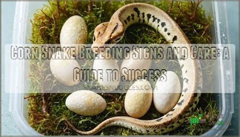 Corn Snake Breeding Behavior Explained Tips For Successful Mating