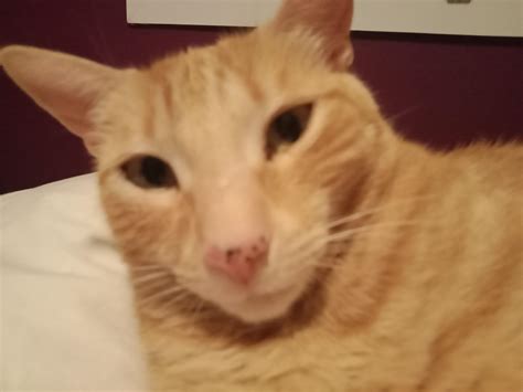 Fucking Angular Ass Mf Roneorangebraincell