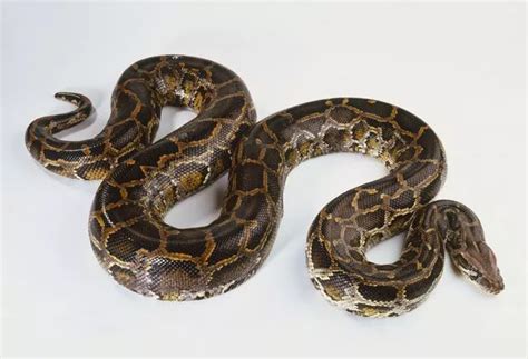 Human Limbs And Penises May Have Evolved From Snakes Scientists Claim