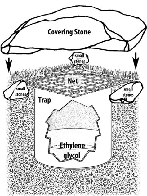 Design Of The Pitfall Traps Download Scientific Diagram