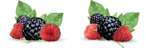 흰색 배경에 고립 된 3d 사실적인 블랙 베리와 라즈베리 신선한 여름 베리와 그린 리프트 세트 블랙과 레드 라즈베리 벡터 그림입니다 0명에 대한 스톡 벡터 아트 및 기타