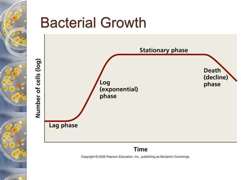 Modelling Of Bacterial Growth PPTX