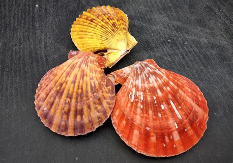 Categories Page 5 Sea Shell Supply Categories Page 5 Sea Shell Supply