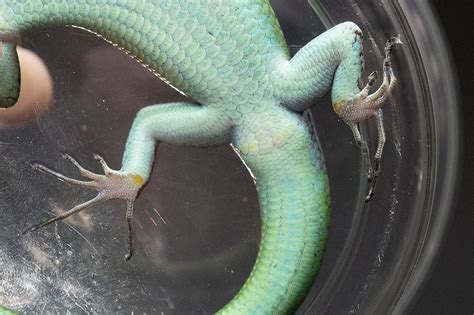 How To Sex Emerald Tree Skinks