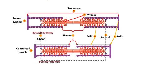 Solved Identify The 2 Myofibrils Pictured Below Identify Their