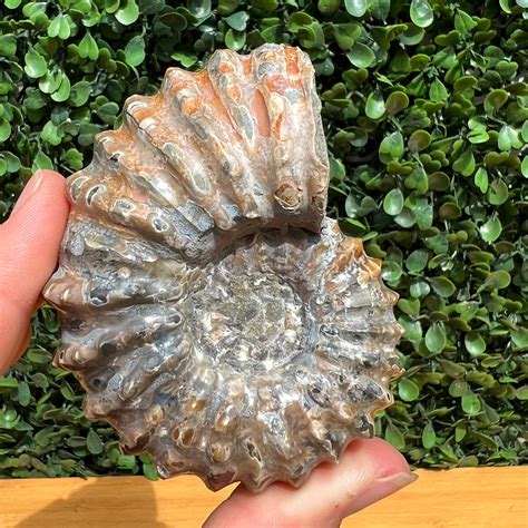 Nautilus Fossil Shell The Crystal Society Pty Ltd