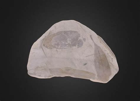 Angiosperm Fossil Leaves Free 3d Model On