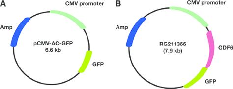 Plasmid Vector Gfp