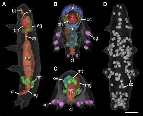 X Ray Imaging Of A Water Bear Offers A New Look At Tardigrade Internal