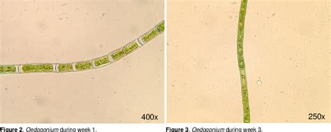 Pdf Growth Of Filamentous Algae Compared To Microalgae Semantic Scholar