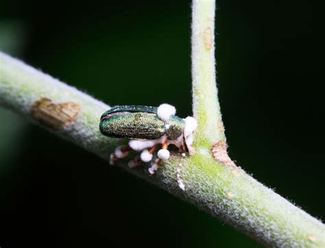 What Are Biopesticides Wikifarmer