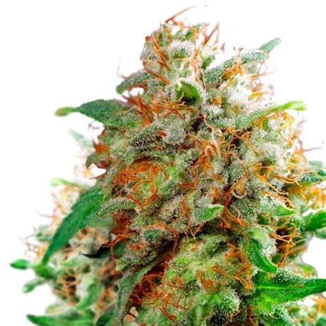 Thc Potency Testing Lab Vs At Home Kits Explained