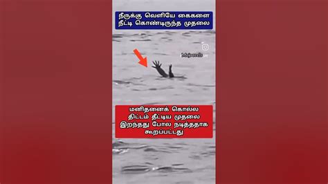 மனிதனை வேட்டையாட திட்டம் தீட்டிய முதலை🤯 Shorts Viralvideo Trending Youtube