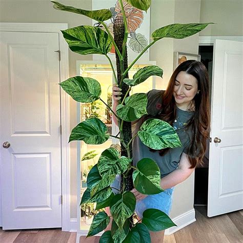 10 Feng Shui Money Plants For Wealth And Prosperity