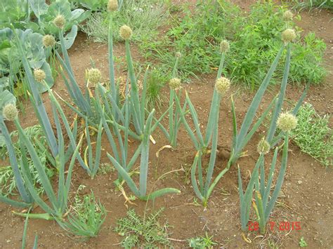 Уулын сонгино алтайский Ховор ургамал үржүүлэг Facebook