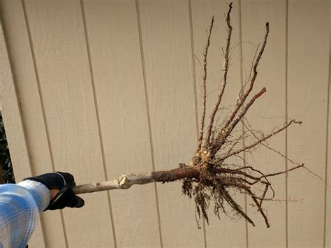 Citation Rootstock For Stone Fruit Trees Avoid Greg Alders Yard