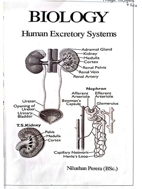 Human Excretory Systems Pdf