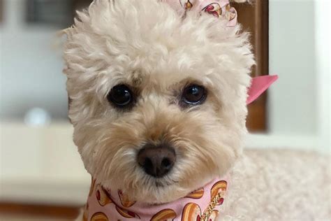 Black Teacup Peekapoo Puppies Breeders Pekingese Poodle Mix