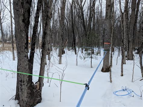 Mans Diy Maple Tree Tapping System Collects 100 Gallons Of Sap My