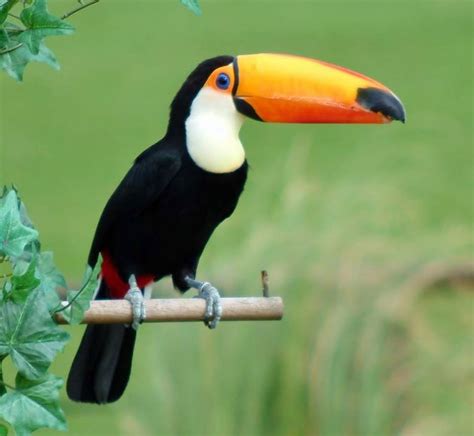 Toco Toucan Facts Habitat Diet Life Cycle Pictures