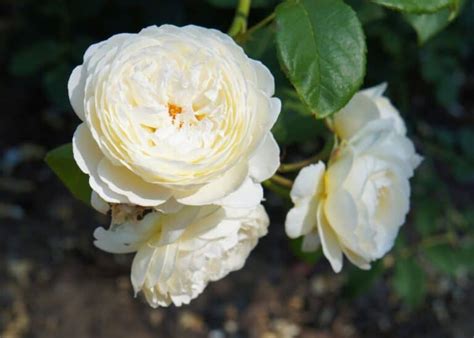 10 White Roses To Grow Best Varieties To Add Elegance To Your