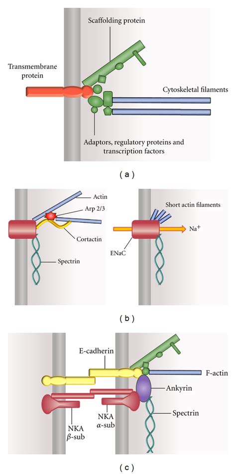 A General Schematic Representation Of An Anchoring Junction The