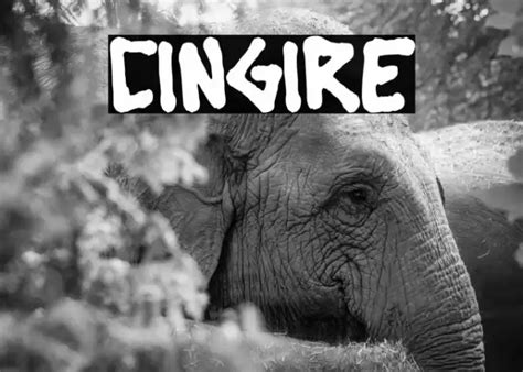 Cingire Font Free Download Ttfotf