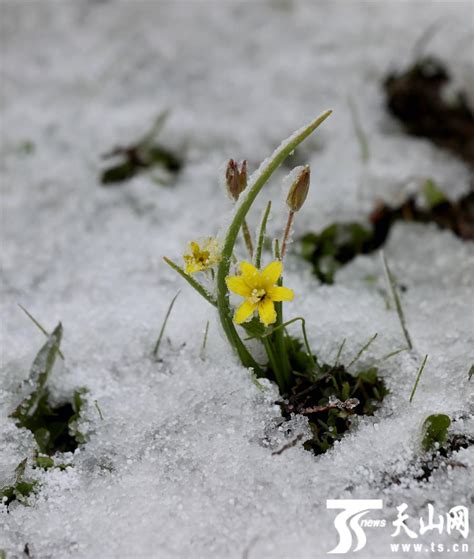 高清组图新疆喀纳斯景区五月飞雪 新闻中心 天山网