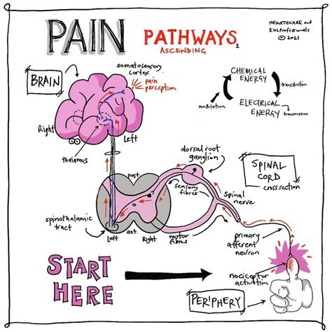 Pain Pathways Ascending Medical School Motivation Medical School