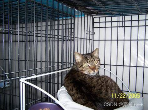 深度学习之实现图像数据增强深度学习图像增强 Csdn博客