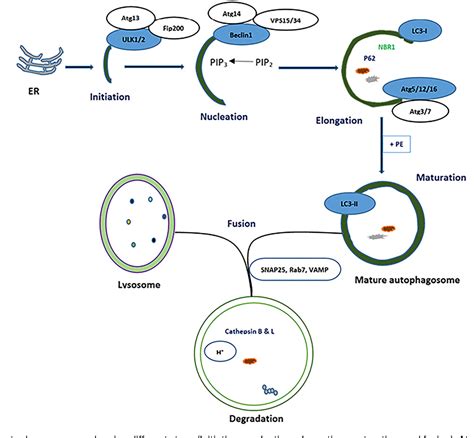 Figure 1 From Significance Of Autophagy In Dengue Virus Infection A