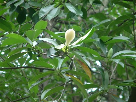灰木莲Magnolia blumei 花卉图片网