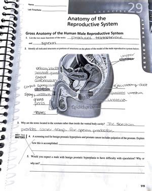 Microscope LAB Traugh Name Rachel Cosloy BIOL Human Anatomy Lab The Light Microscope