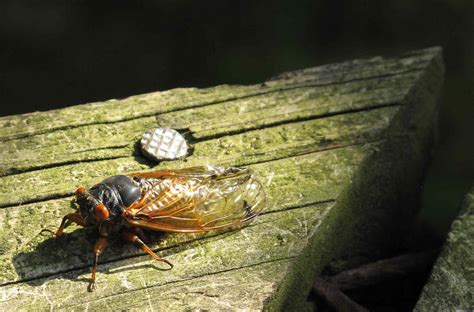 Cicada Joe 2 By Taka67 On Deviantart