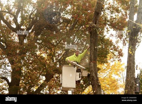 Service Crew With Bucket Truck Cutting A Large Tree Stock Photo Alamy