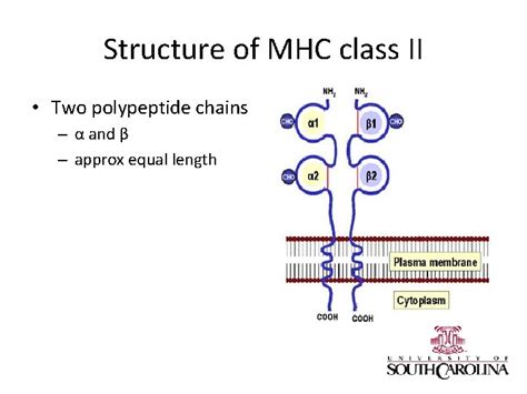 Major Histocompatibility Complex Mhc And T Cell Receptors