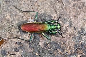 5 Fakta Metallyticus Splendidus Predator Kecil Dengan Kilau Metal
