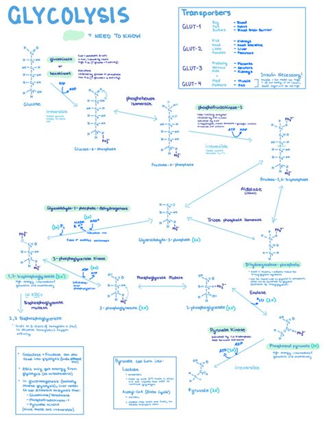 Glycolysis Notes R Mcat
