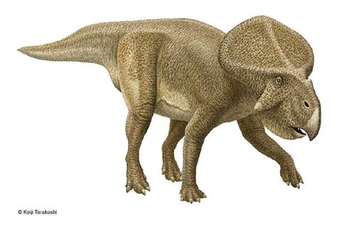 Imagine Not Wanting Protoceratops Rjurassicworldevo