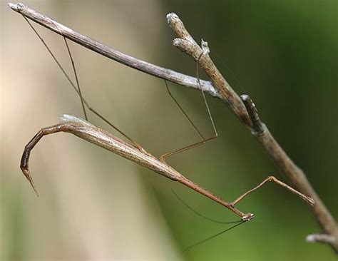 Grass Like Mantis Thesprotia Graminis Bugguidenet