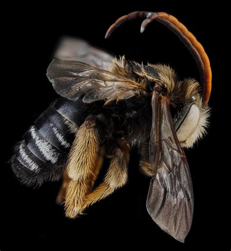 Mason Bee Edu Educator Modules Bee Anatomy