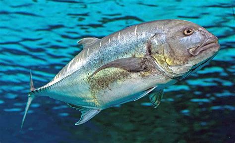 Peixe Cação Conheça Todas Informações Sobre Essa Espécie